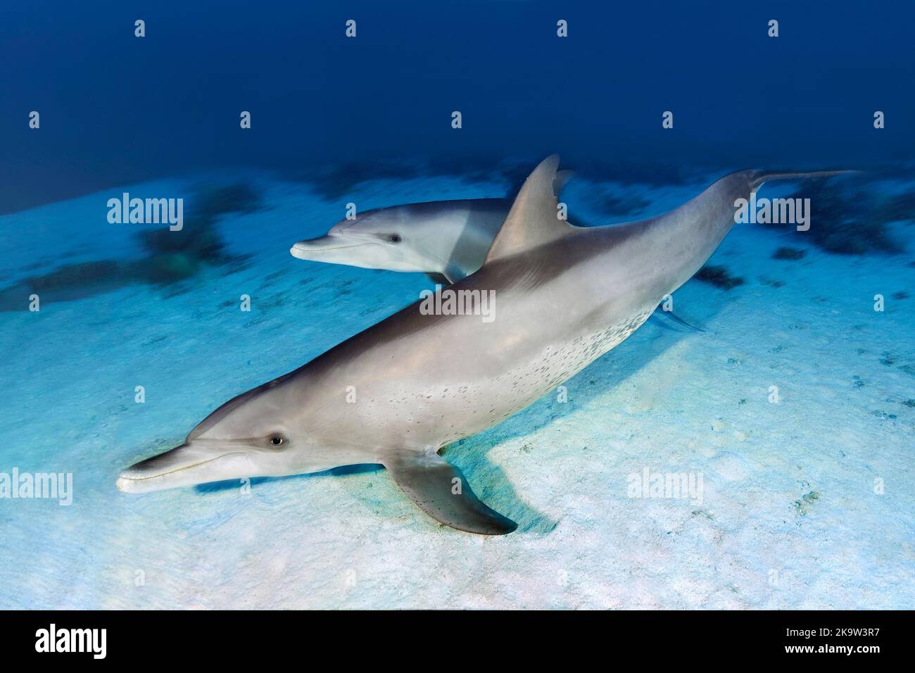 Mother and calf underwater hi-res stock photography and images - Alamy