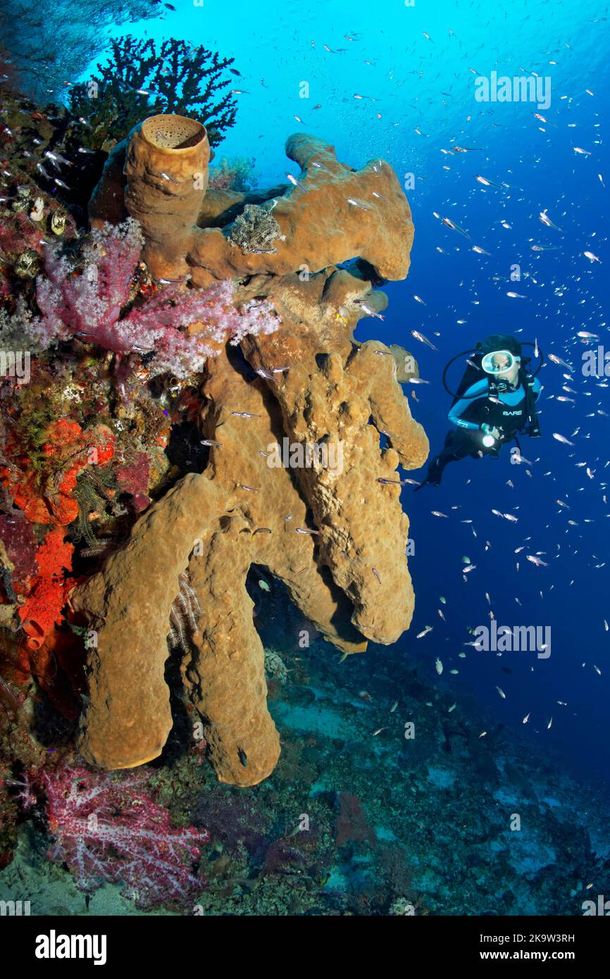 Diver looking at large brown sponge (Desmapsamma sp.) on steep wall of ...