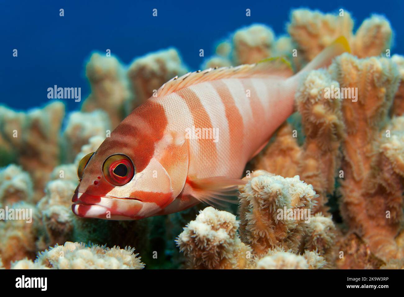 Blacktip grouper (Epinephelus fasciatus) resting on coral, Pacific ...