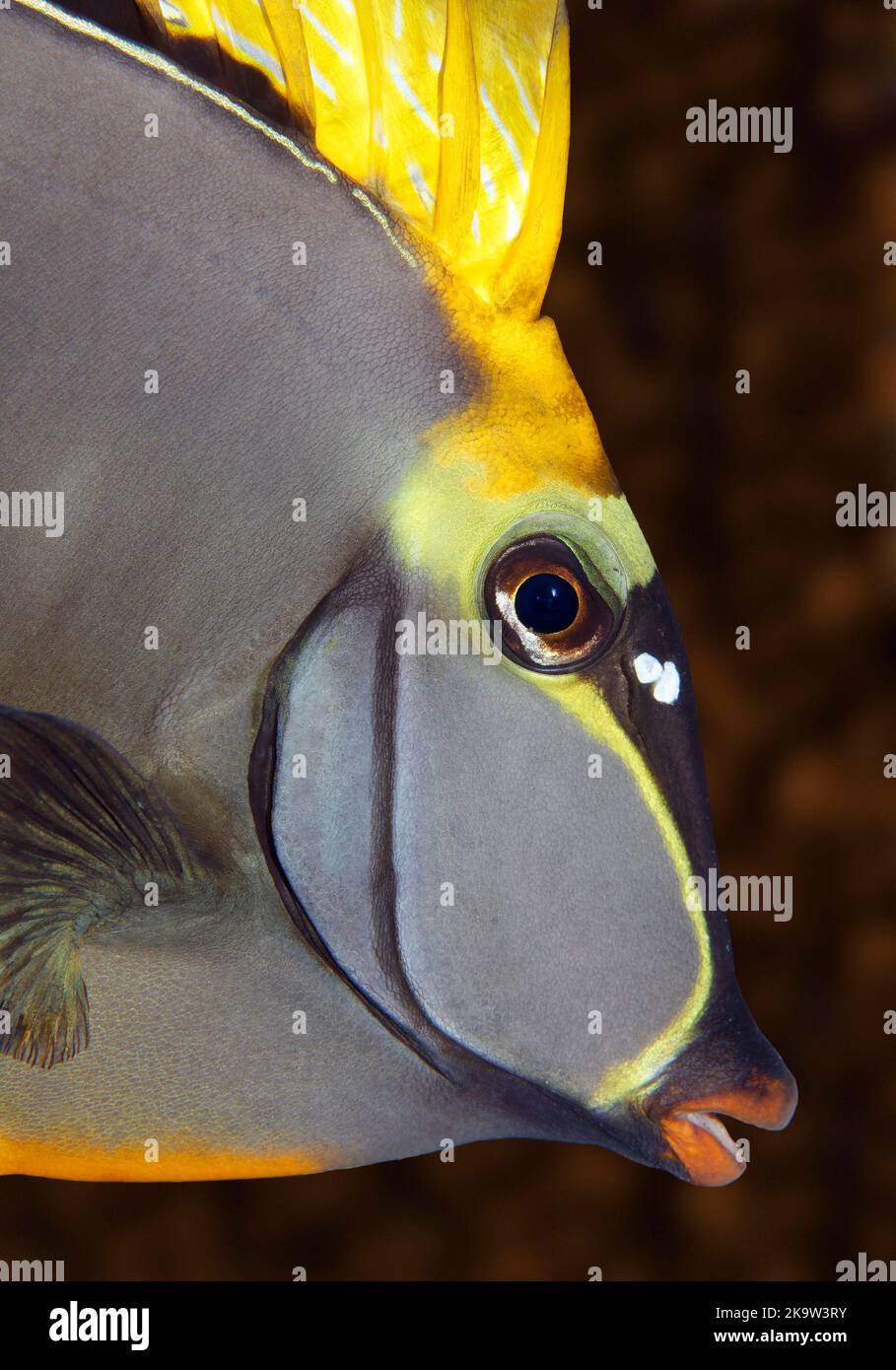 Portrait Cowfish (Naso literatus), Pacific Ocean, Great Barrier Reef ...