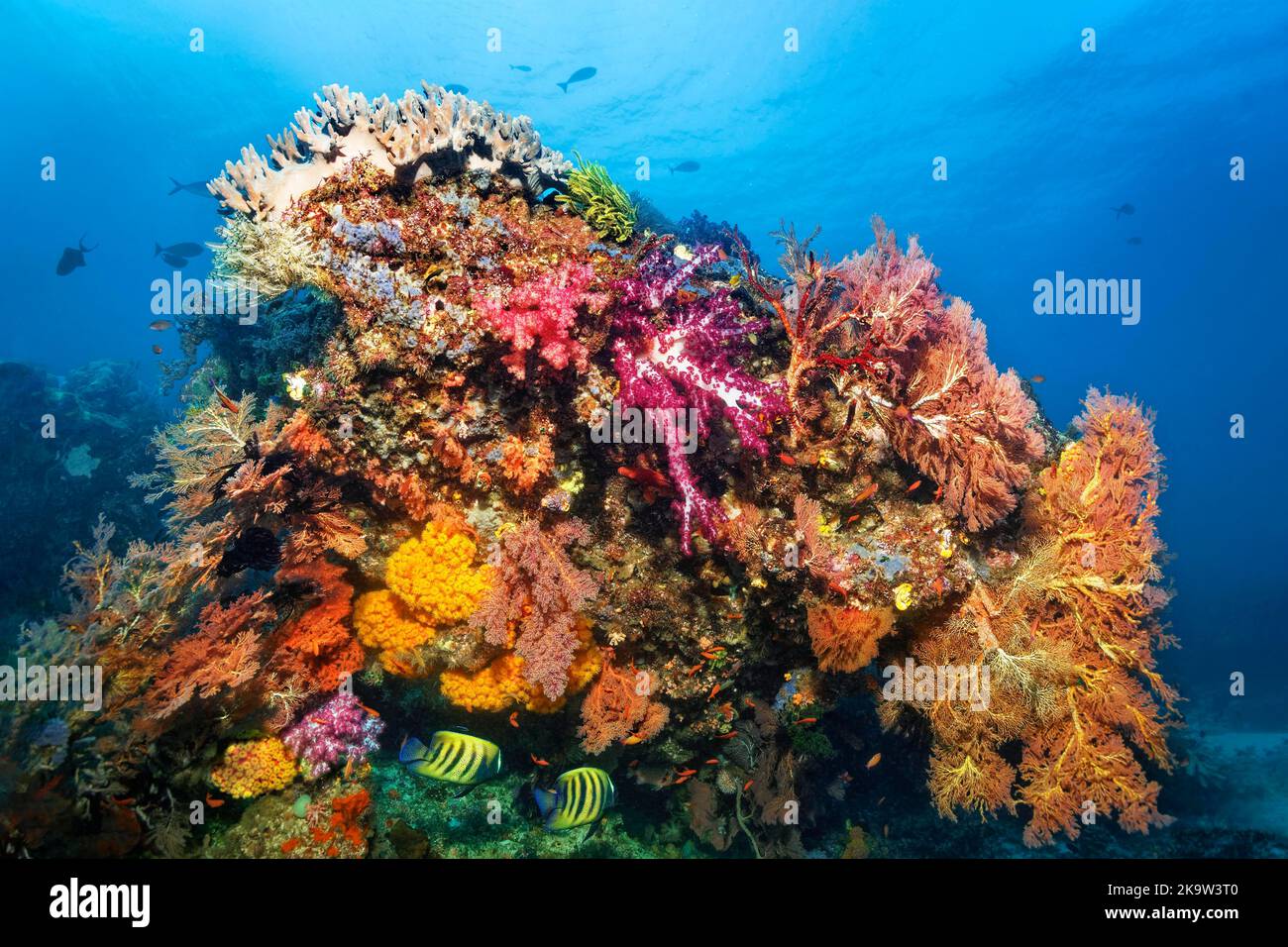 Coral block with different stony corals scleractinia hi-res stock ...