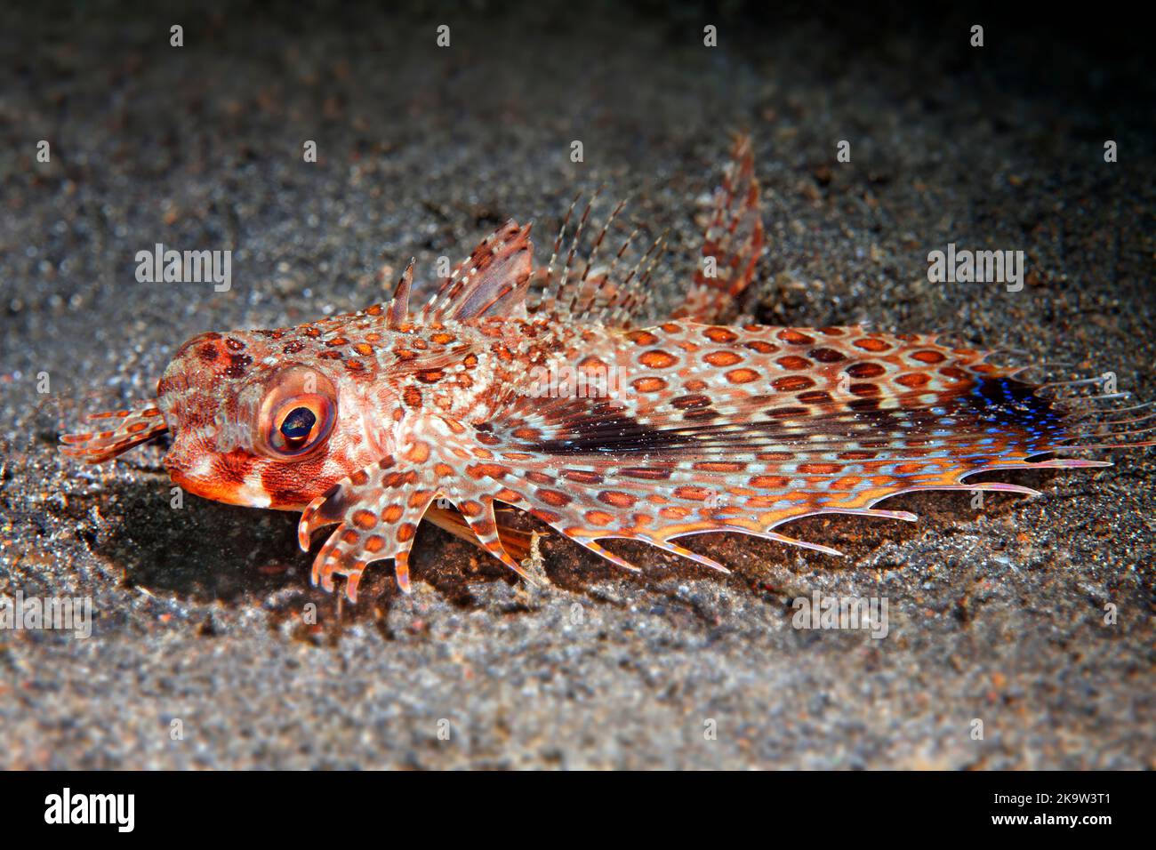 Oriental flying gurnard (Dactyloptena orientalis) on sandy bottom ...