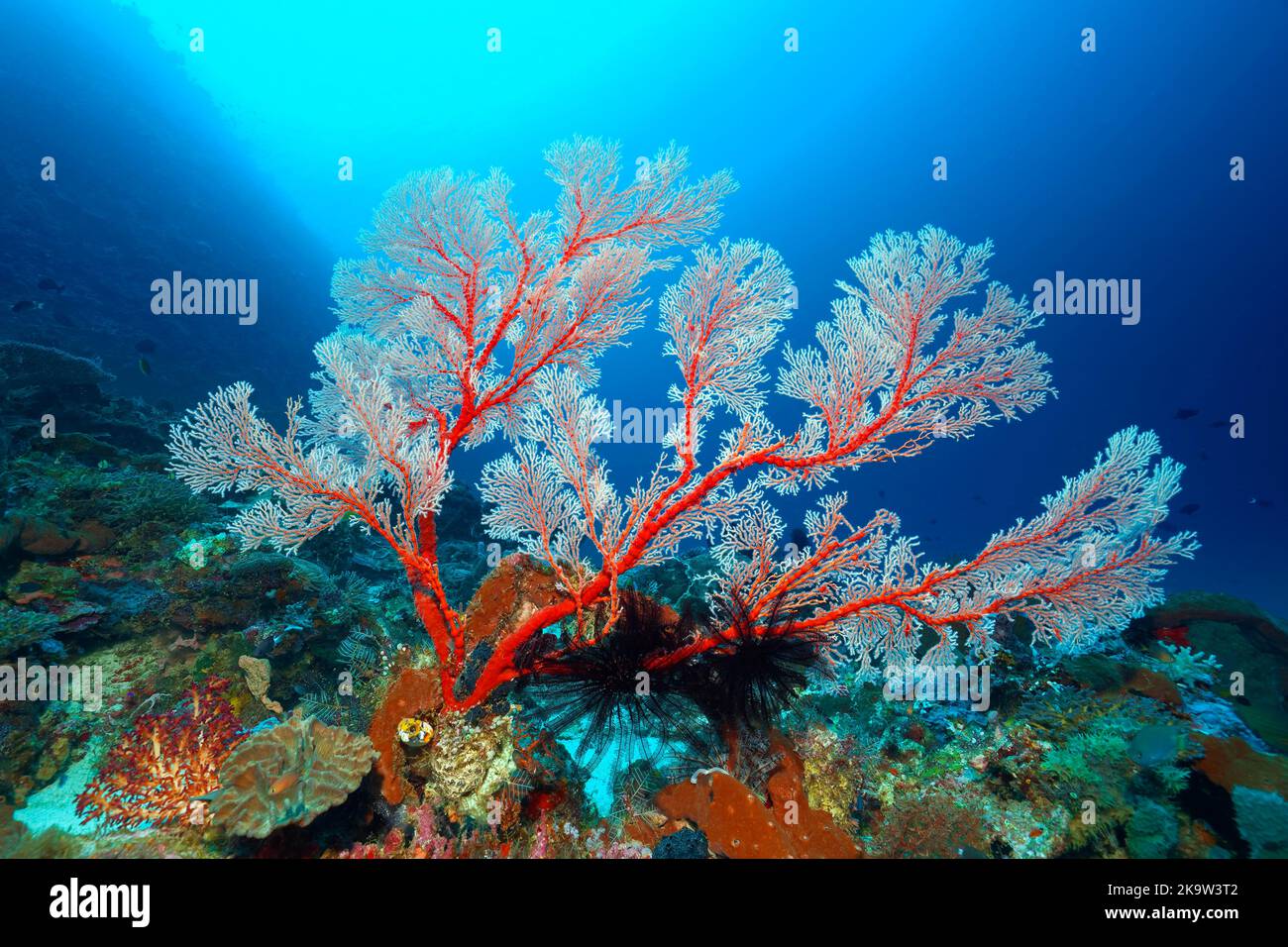 Coral reef top with Melithea gorgonian (Melithea sp.), red, feather ...