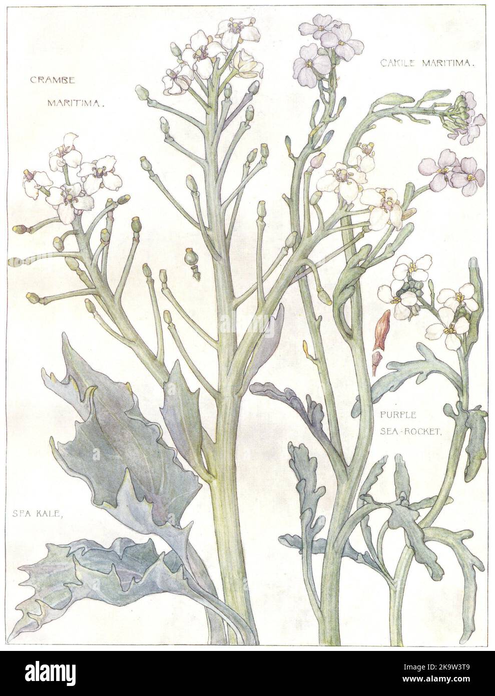 FLOWERS. Cabbage family. Cruciferae. Purple Sea-Rocket; Sea Kale 1907 ...