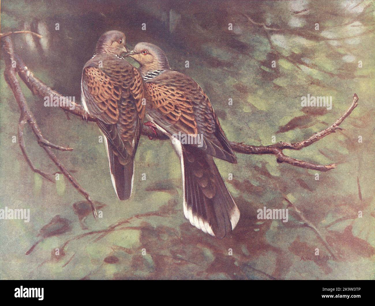 BIRDS. Pigeons. Turtle-doves 1924 old vintage print picture Stock Photo ...