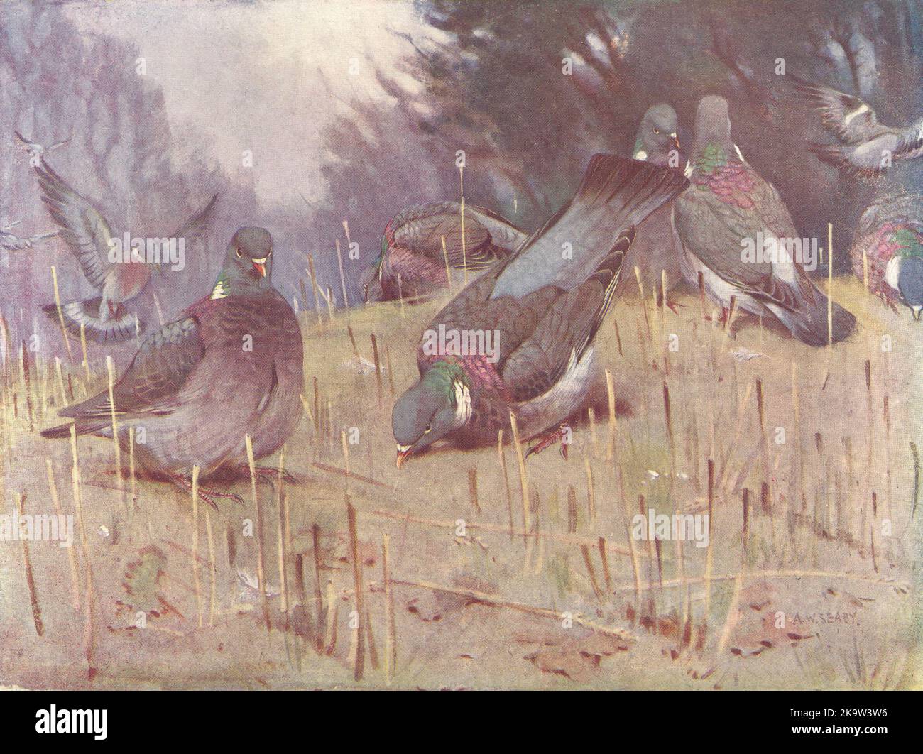BIRDS. Pigeons. Ring-dove courting 1924 old vintage print picture Stock ...