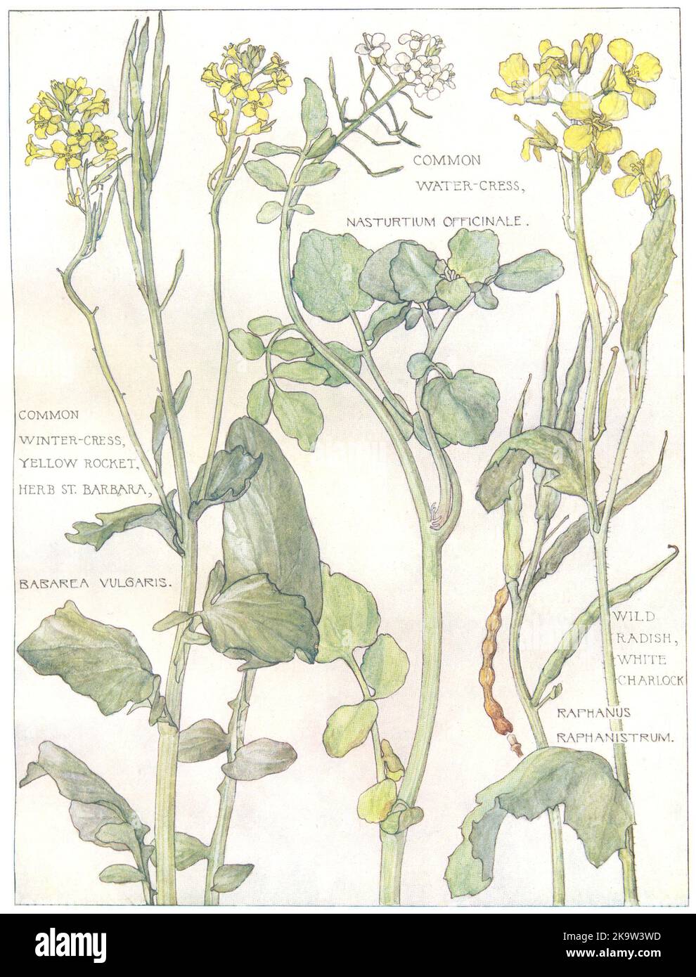 CABBAGES. Water, Winter- Cress; Yellow Rocket; Wild Radish; White ...