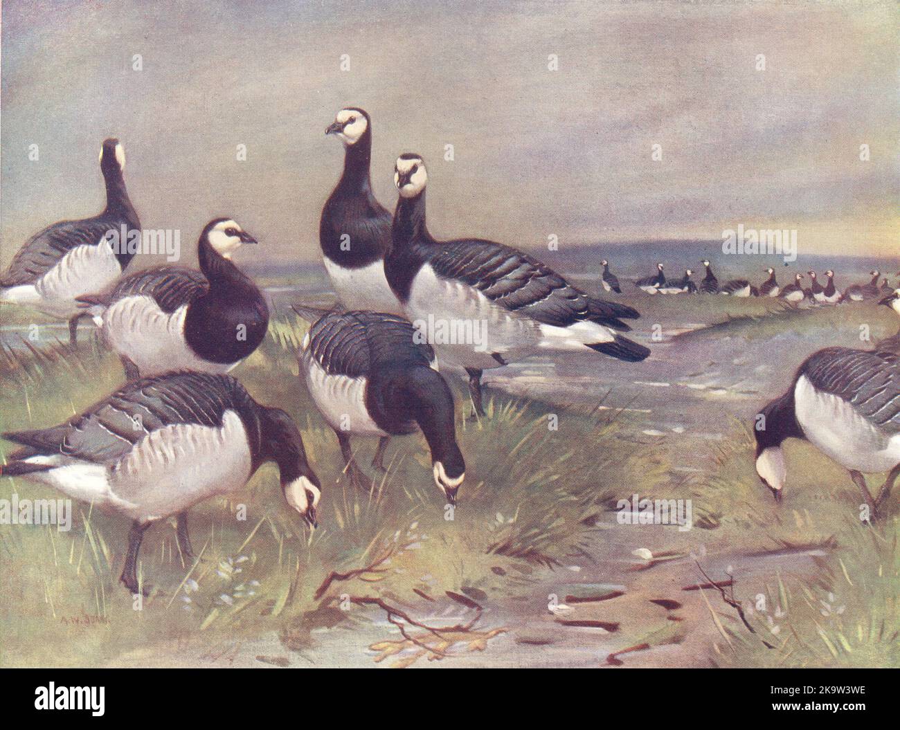 BIRDS. Wildfowl. Barnacle-geese 1924 old vintage print picture Stock ...