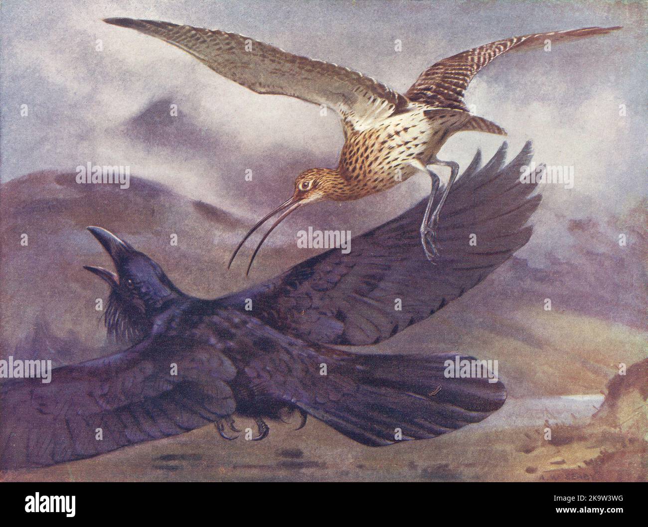 BIRDS. Plovers and Curlews. Curlew chasing a Raven from its breeding ...