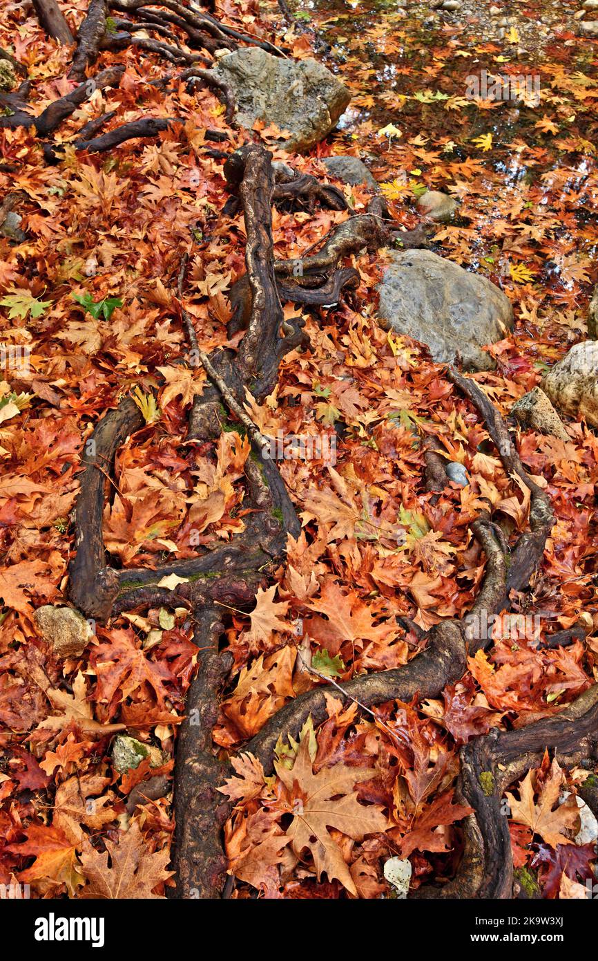 Beautiful autumn landscape with lots of red fallen leaves and tree ...