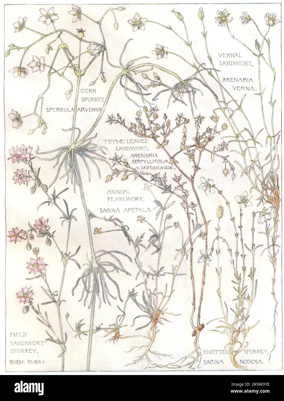 Pink sandwort Cut Out Stock Images & Pictures - Alamy