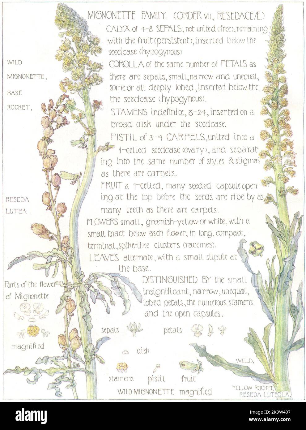 FLOWERS.Mignonette.Resedaceae.Wild Mignonette;Base Rocket;Yellow Rocket ...