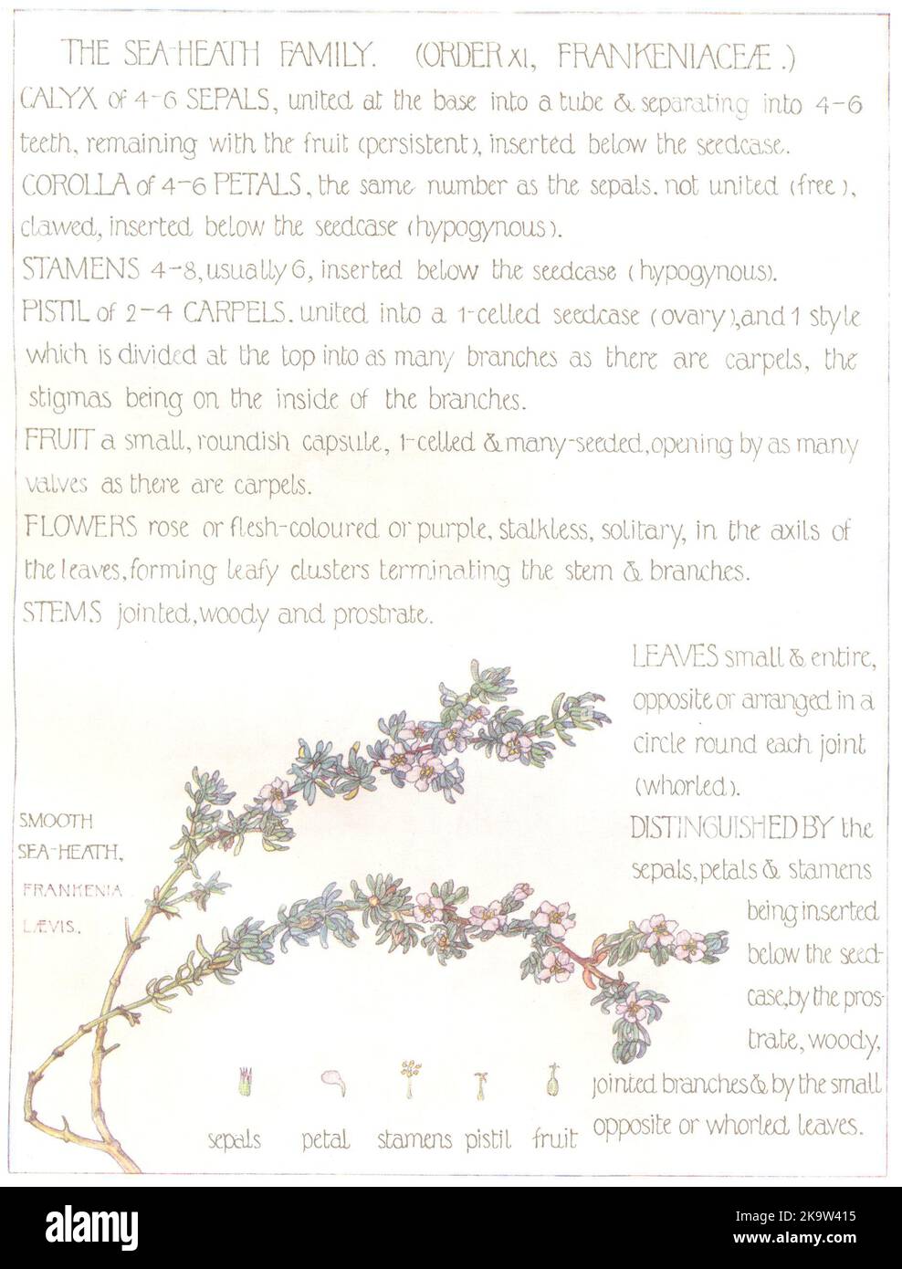 FLOWERS. Sea-Heath family. Frankeniaceae. Smooth Sea Health 1907 old ...