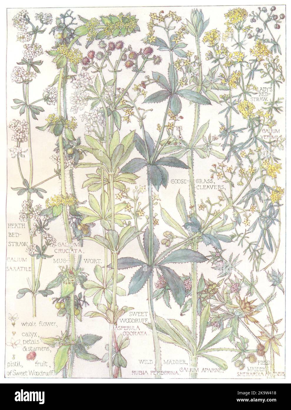 Straw colour grass Cut Out Stock Images & Pictures - Alamy