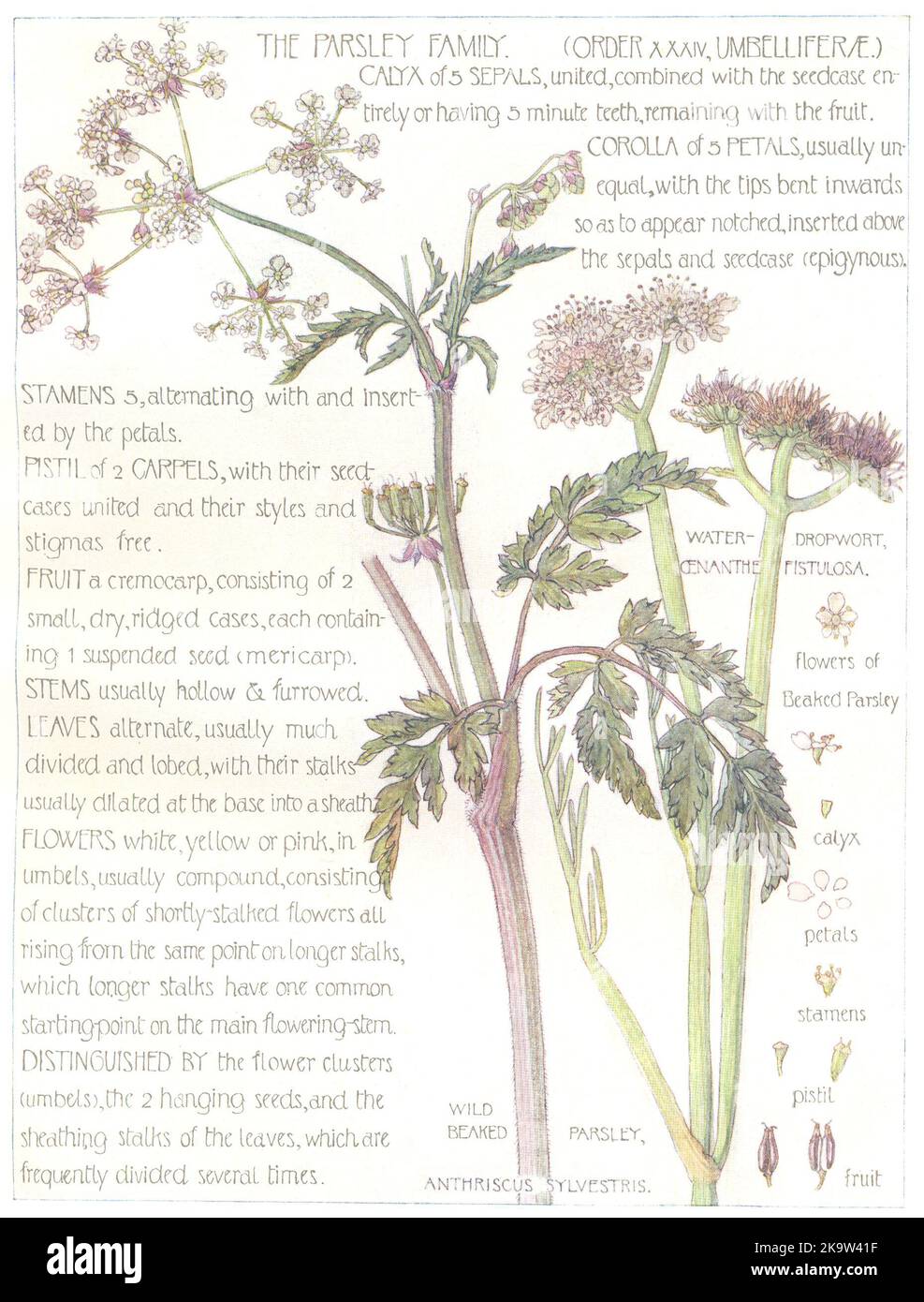 Wild flowers london Cut Out Stock Images & Pictures - Alamy