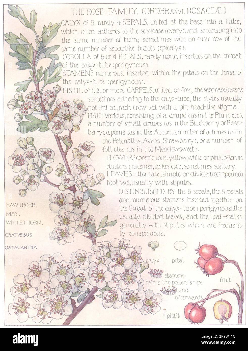 Rosaceae family hi-res stock photography and images - Alamy