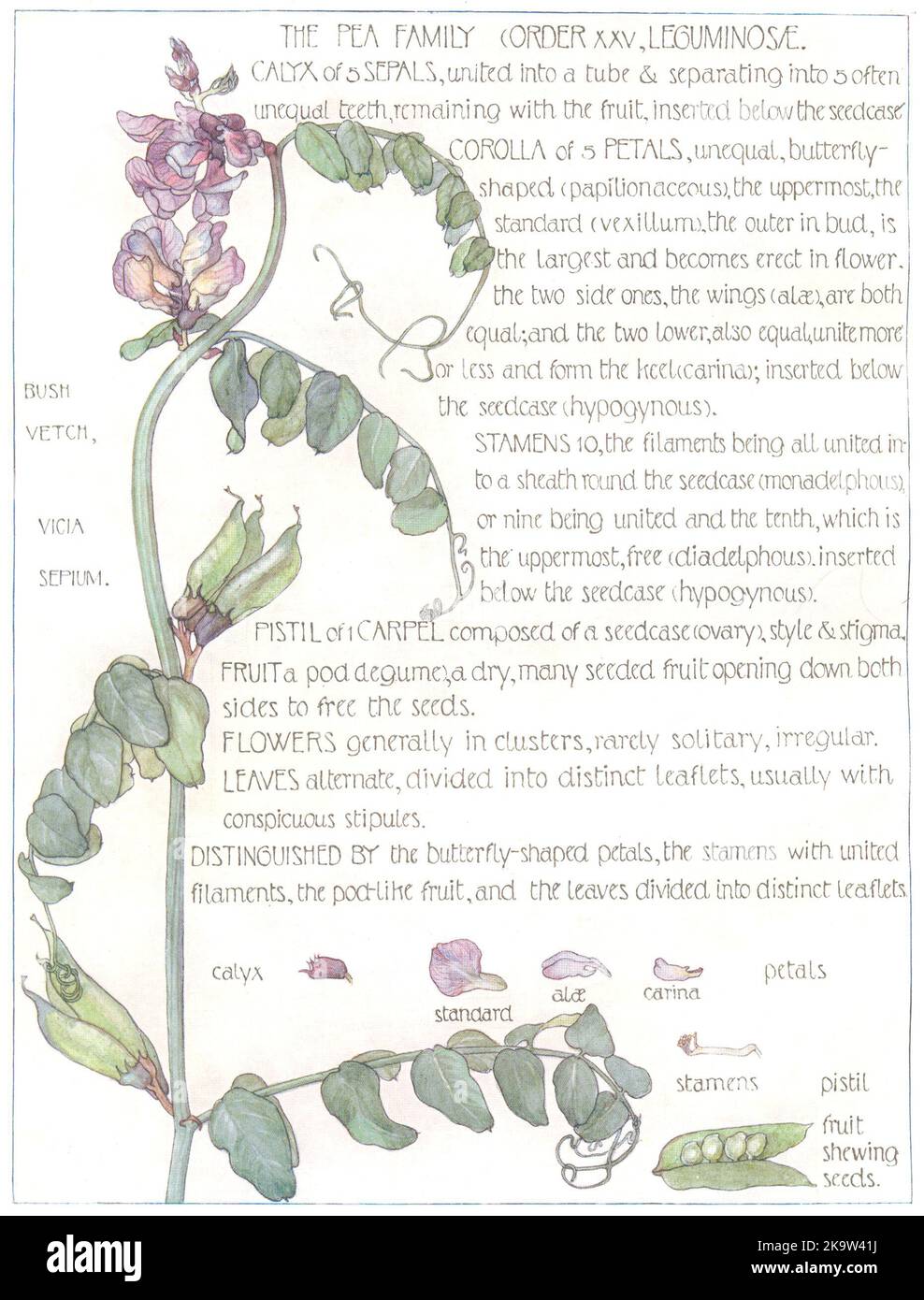FLOWERS. pea family Leguminosae. Bush Vetch 1907 old antique print ...