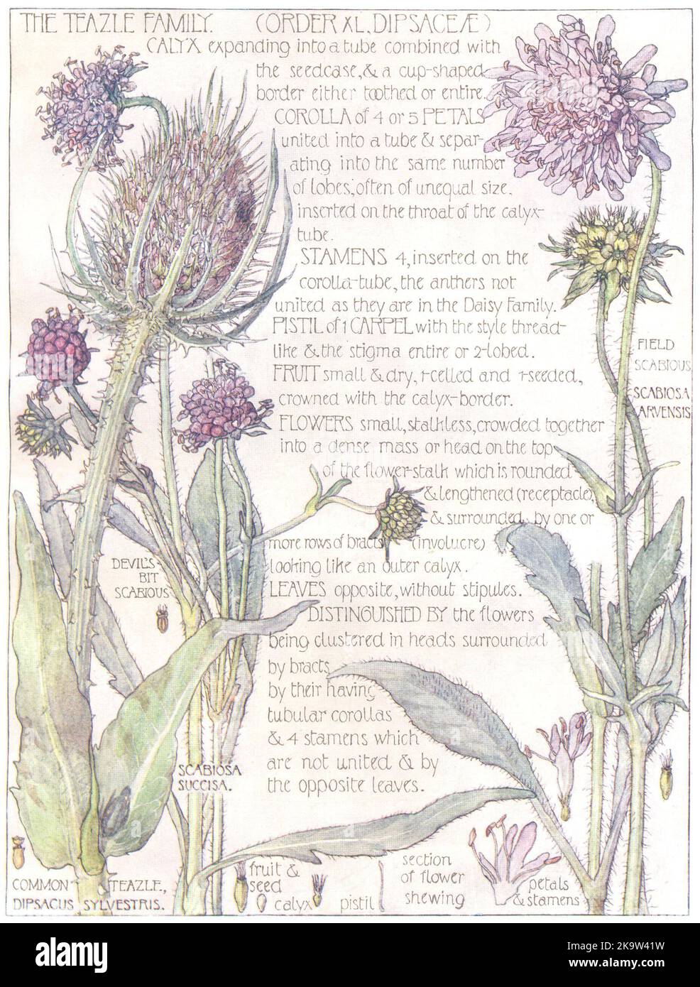 FLOWERS.Teazle.Dipsaceae.Field Scabious;Devil's Bit Scabious;Common ...