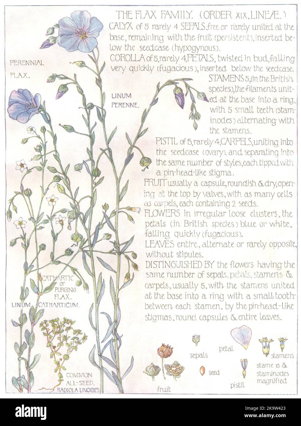 FLOWERS.Flax.Lineae.Perennial Flax;Cathartic Purging Flax;Common All ...