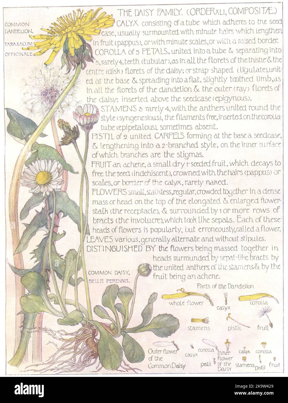 FLOWERS. Daisy family. Compositae. Common Dandelion; Common Daisy 1907 ...