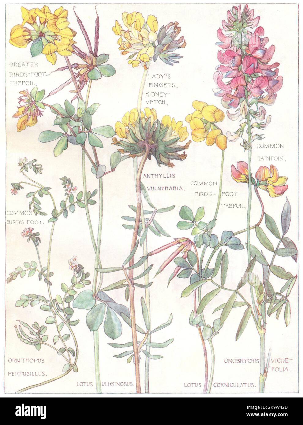 James bird Cut Out Stock Images & Pictures - Alamy