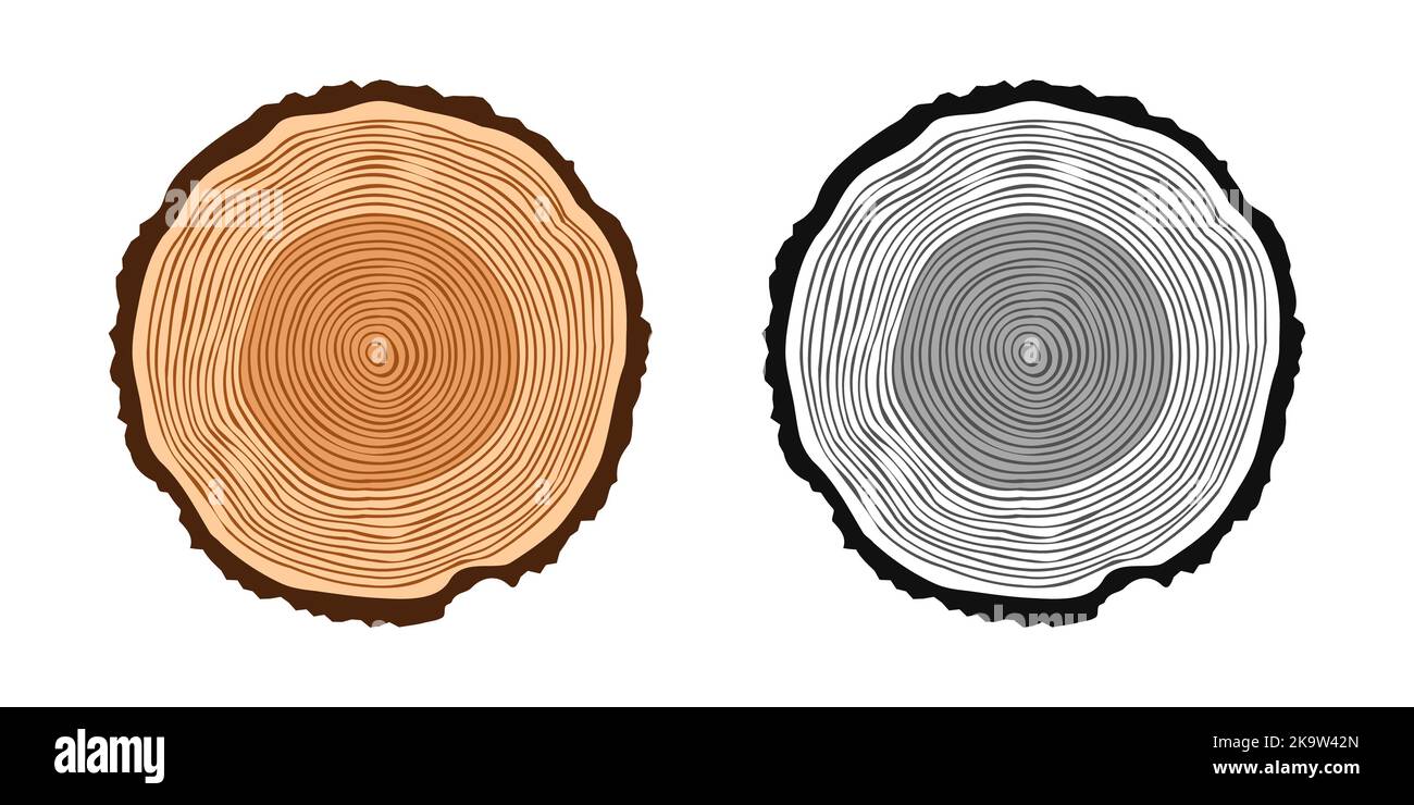 Round tree trunk cuts in various colors, sawn pine or oak slices ...