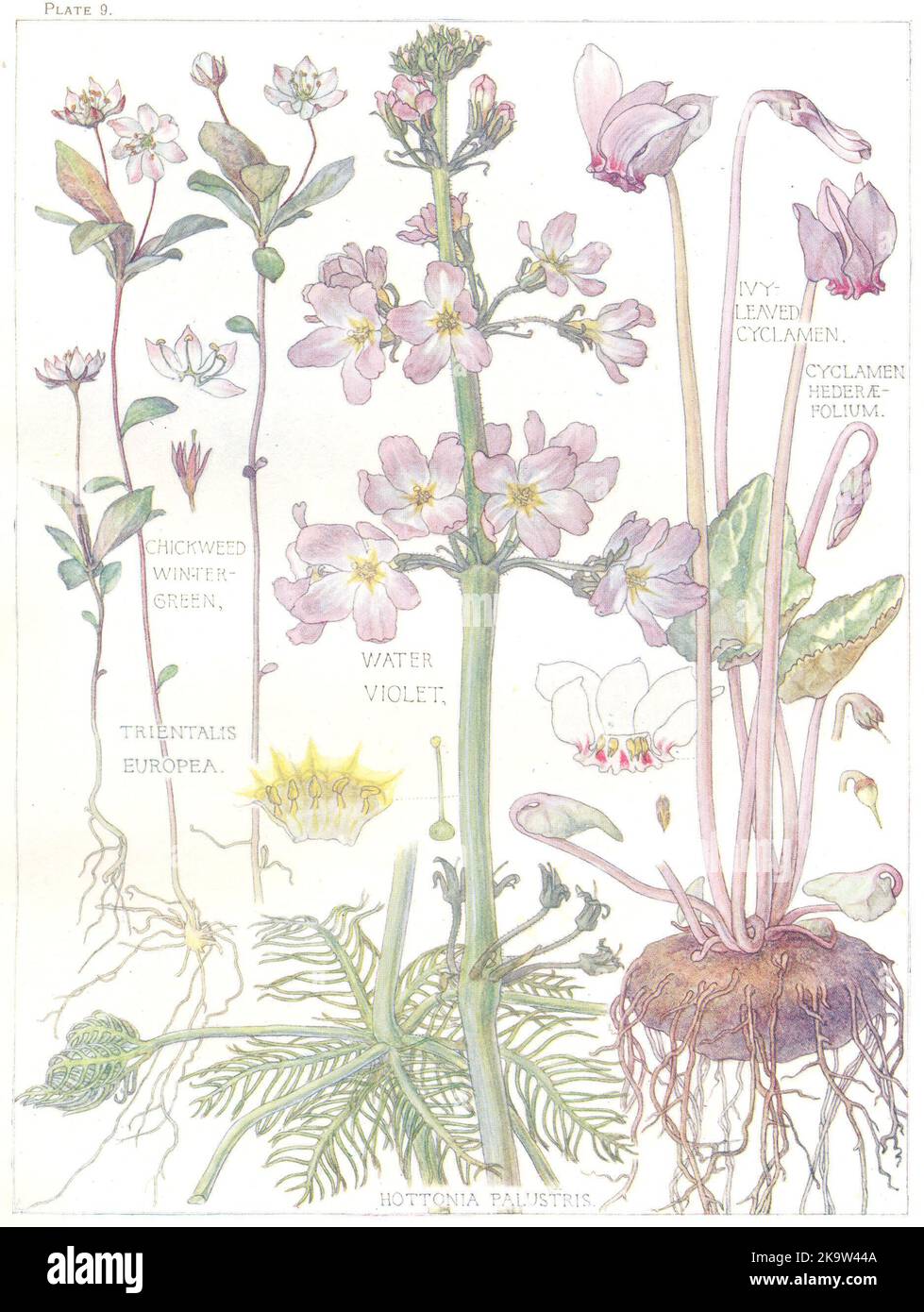 PRIMROSE.Primulaceae.Ivy Leaved Cyclamen;Chickweed Winter-Green ...