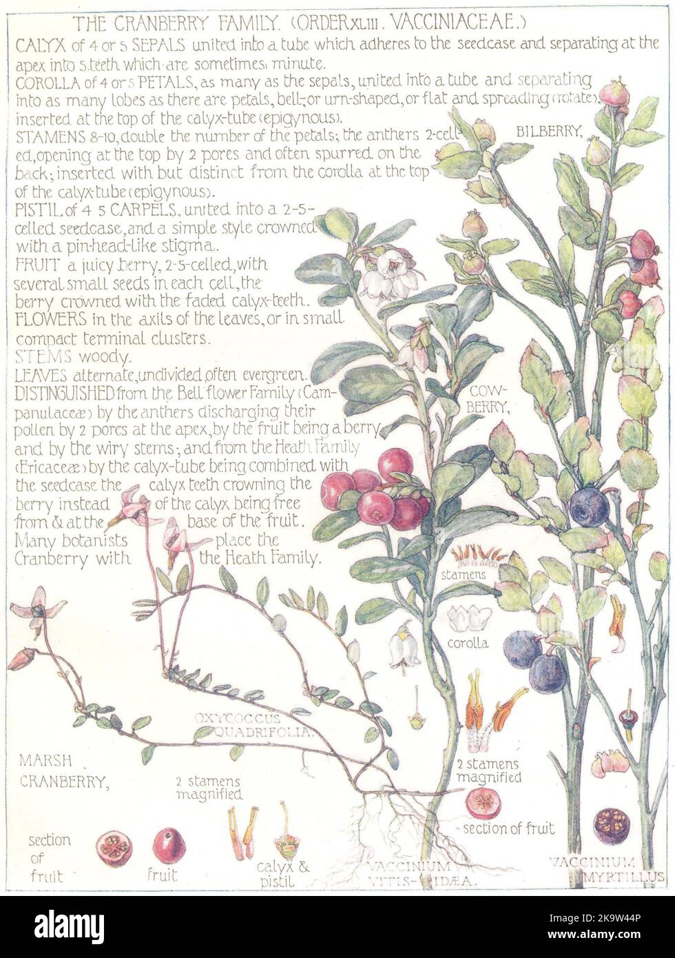 Vacciniaceae hi-res stock photography and images - Alamy