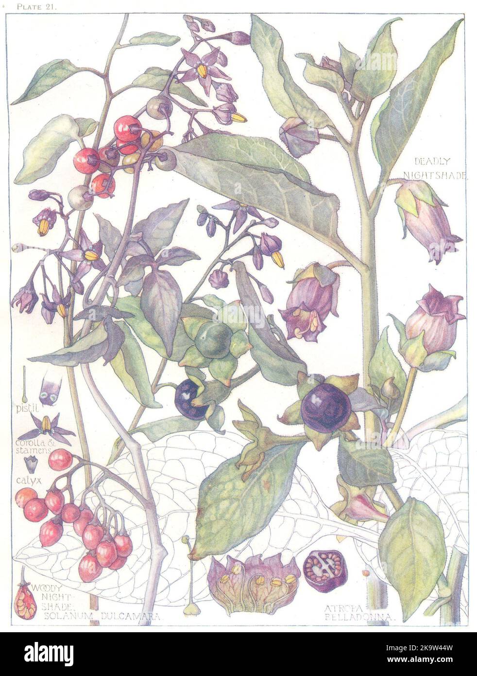 FLOWERS. Nightshade. Solanaceae. Deadly nightshade; Woody night shade ...