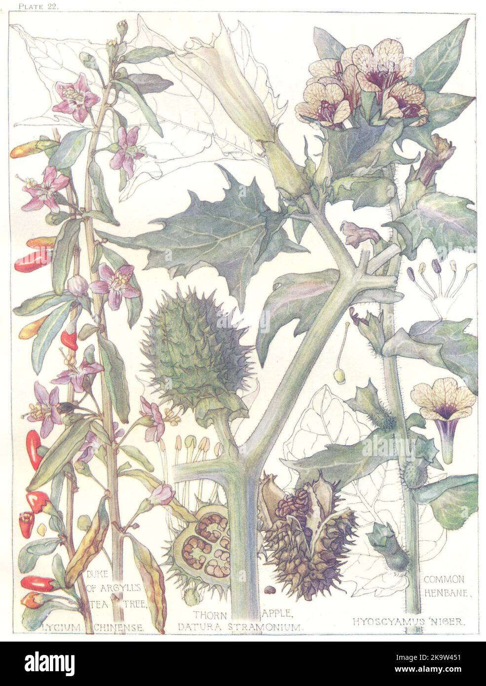 FLOWERS.Nightshade.Solanaceae.Duke of Argyll's Tea Tree;Thorn Apple ...