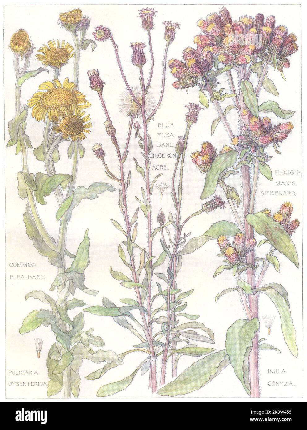 DAISIES. Compositae.Blue, Common Flea-bane; Ploughman's Spikenard 1907 ...