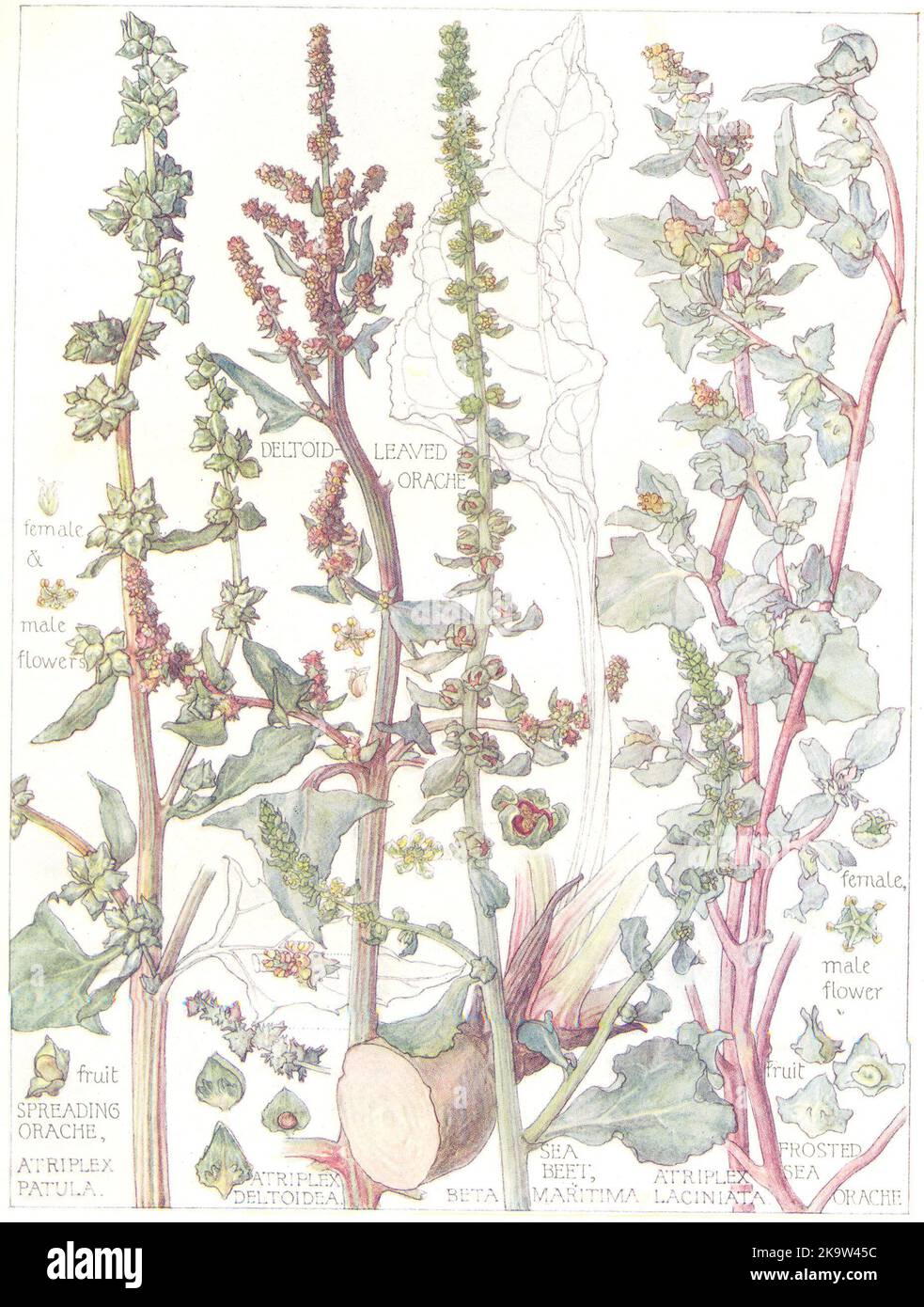 GOOSE-FOOT.Chenopodiaceae.Spreading,Deltoid-Leaved Orache;Sea Beet ...