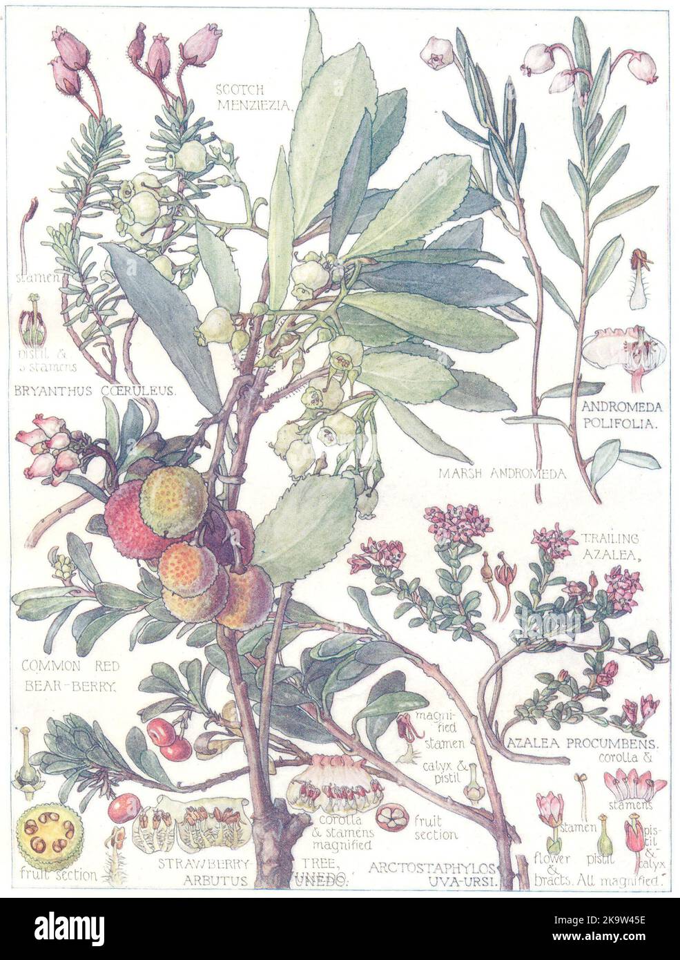 FLOWERS. Heath Family. Ericaceae. Common Red Bear-Berry; Scotch ...