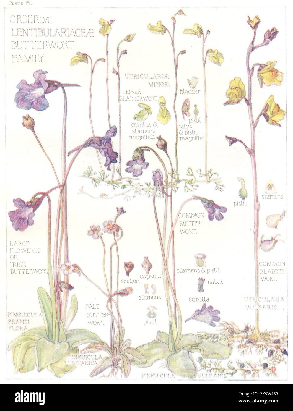BUTTERWORT. Lesser; Large Flowered Irish; Common; Pale; Bladderwort ...