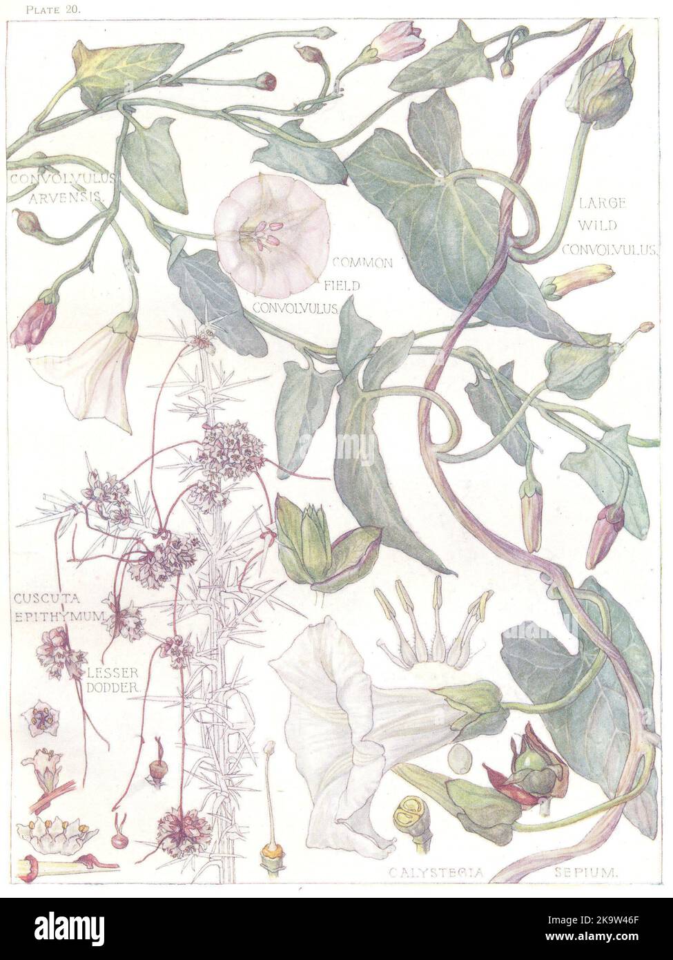 FLOWERS. Convolvulus Family. Convolvulaceae. Lesser Dodder 1907 old ...