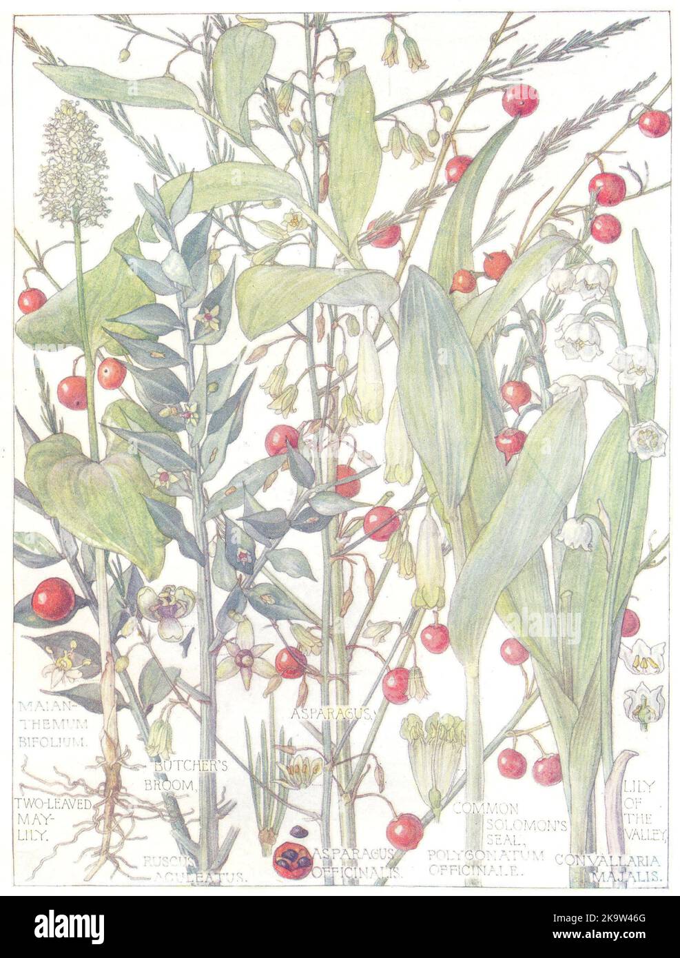 LILIES.Two-Leaved Maylily;Butchers Broom;Solomon's Seal;Lily of the ...