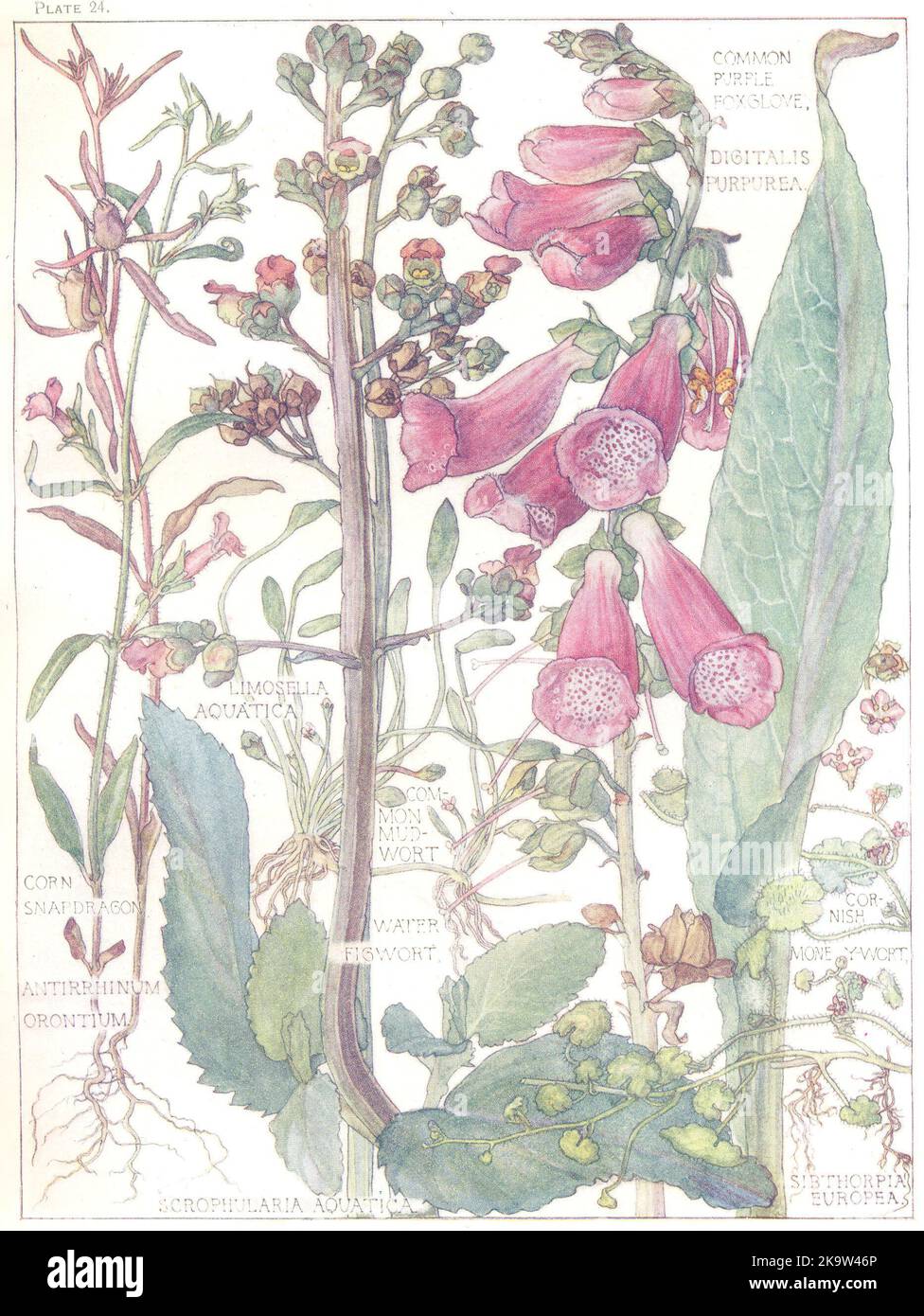 FIGWORTS. Purple Foxglove; Corn Snapdragon; Mudwort;Water;Cornish ...