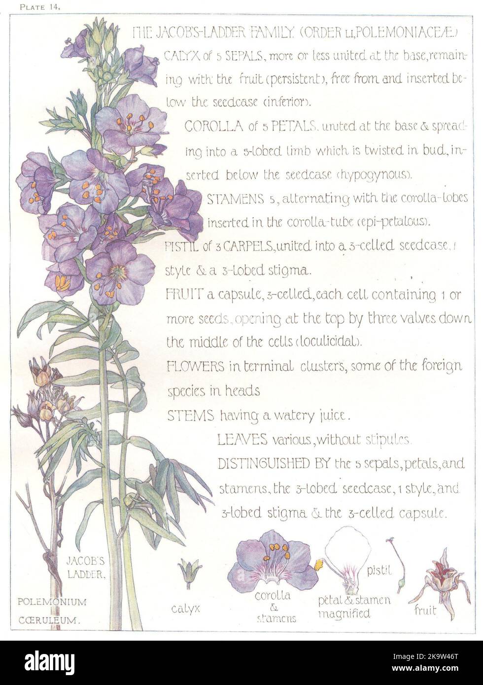 FLOWERS. Jacob's-Ladder family. Polemoniaceae. Jacob's Ladder 1907 old ...