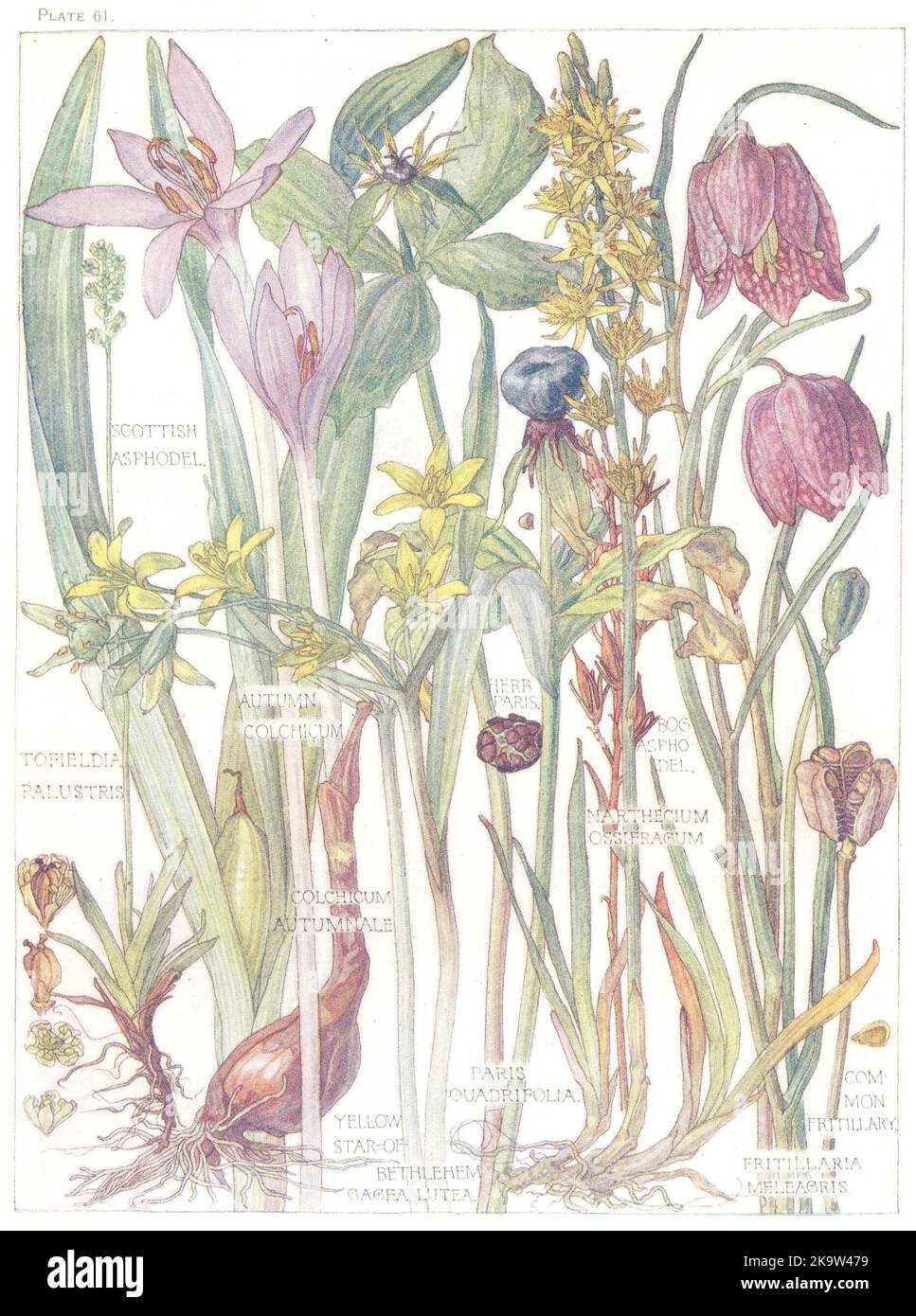 LILIES.Liliaceae.Scottish, Bog Asphodel;Yellow Star-of-Bethlehem ...