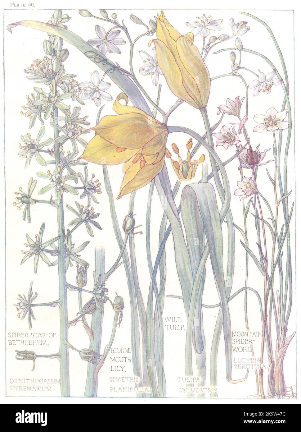 LILIES.Spiked Star-of-Bethlehem;Bournemouth Lily;Wild Tulip;Mtn Spider ...