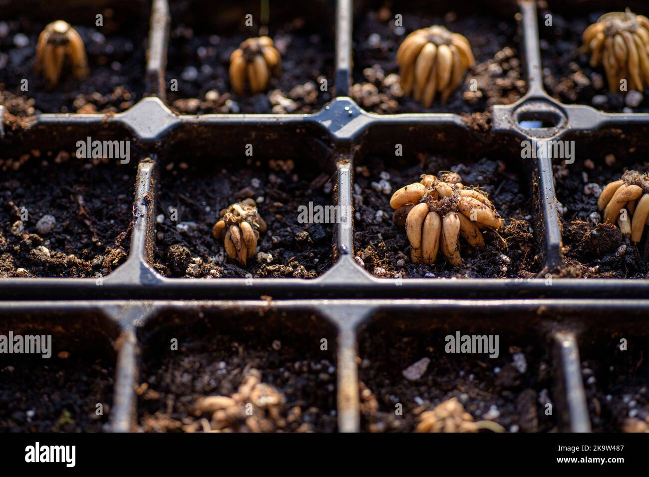 Ranunculus asiaticus or persian buttercup. Presoaked ranunculus corms planted in a propagation ...