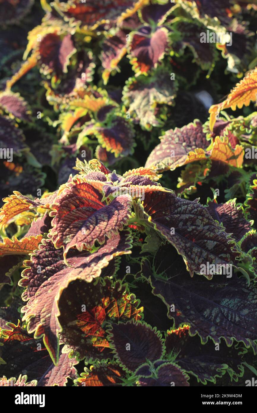 Common typical coleus plant covered with the morning frost Stock Photo ...
