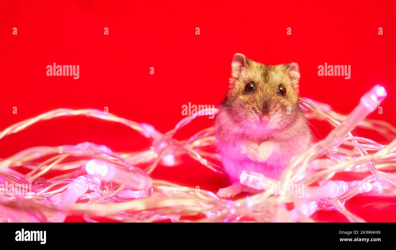 Cute domestic hamster and glowing Christmas garlands on a red ...