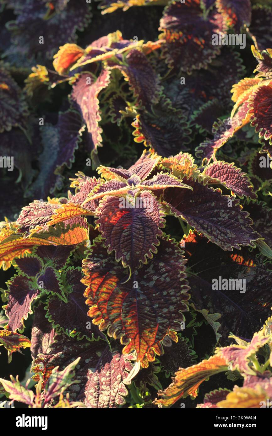 Common typical coleus plant covered with the morning frost Stock Photo ...
