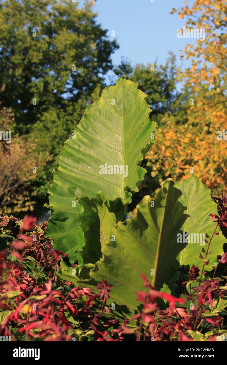 Huge tropical leaves and plants growing in the jungle Stock Photo - Alamy