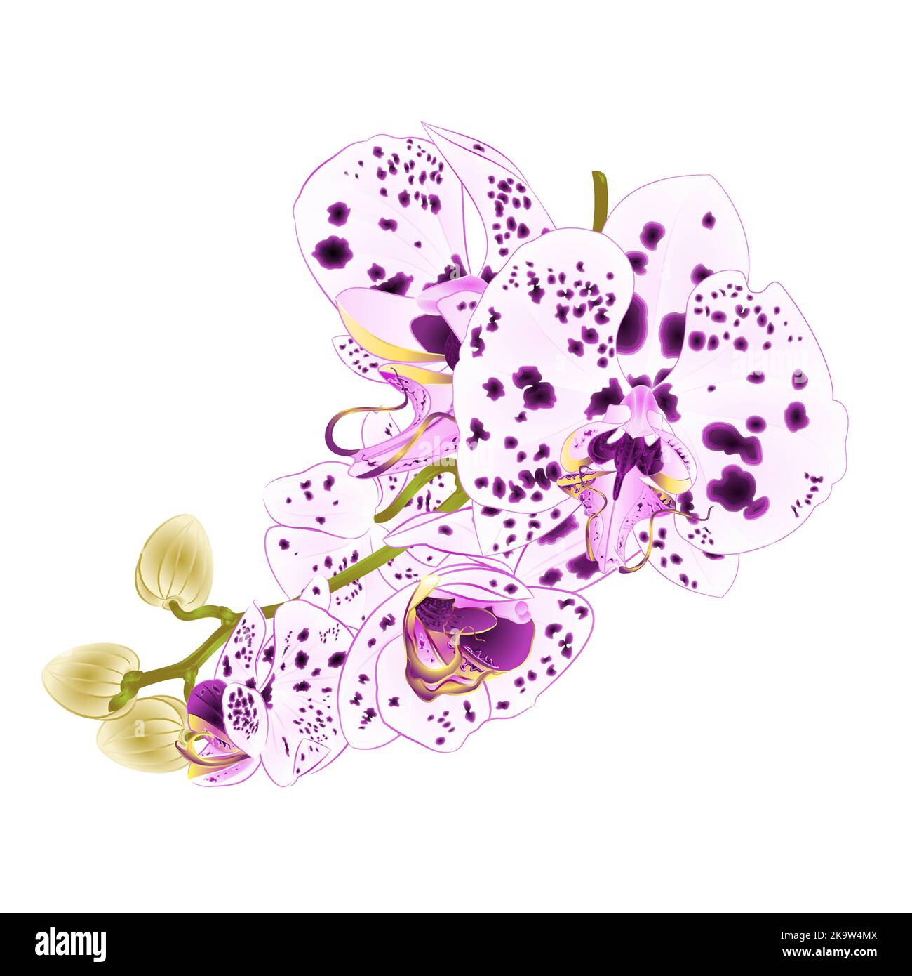 Stem With Flowers And Buds Beautiful Orchid Dots Purple And White