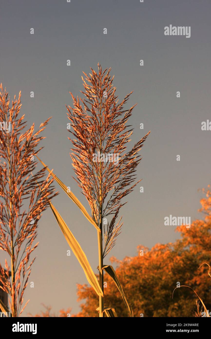 Wild wheat grass swaying in the breeze Stock Photo - Alamy