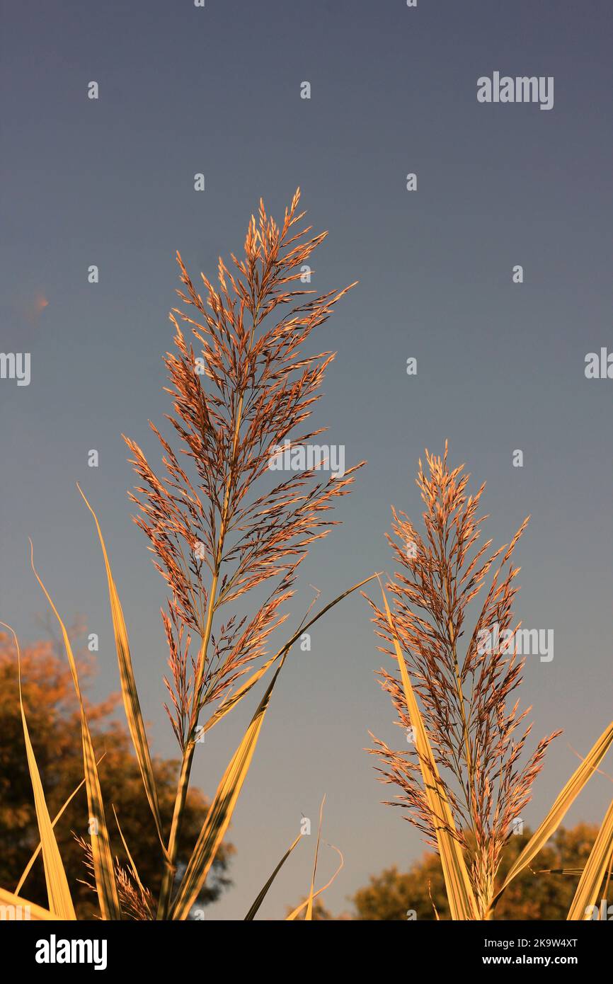 Wild wheat grass swaying in the breeze Stock Photo - Alamy