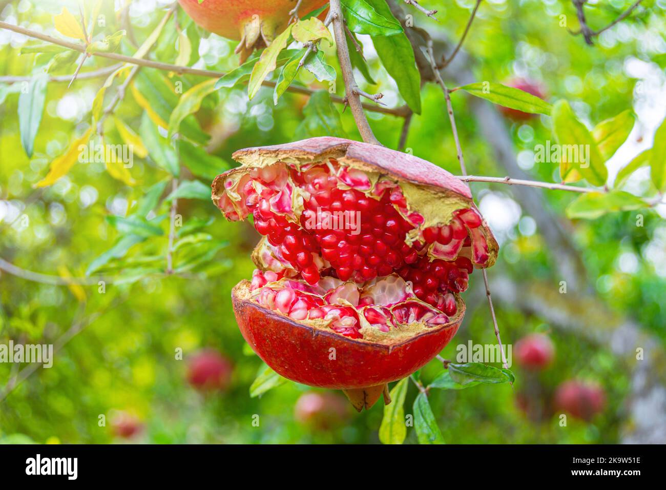 Cracked pomegranate fruit and ripened seeds inside grow on a tree Stock ...