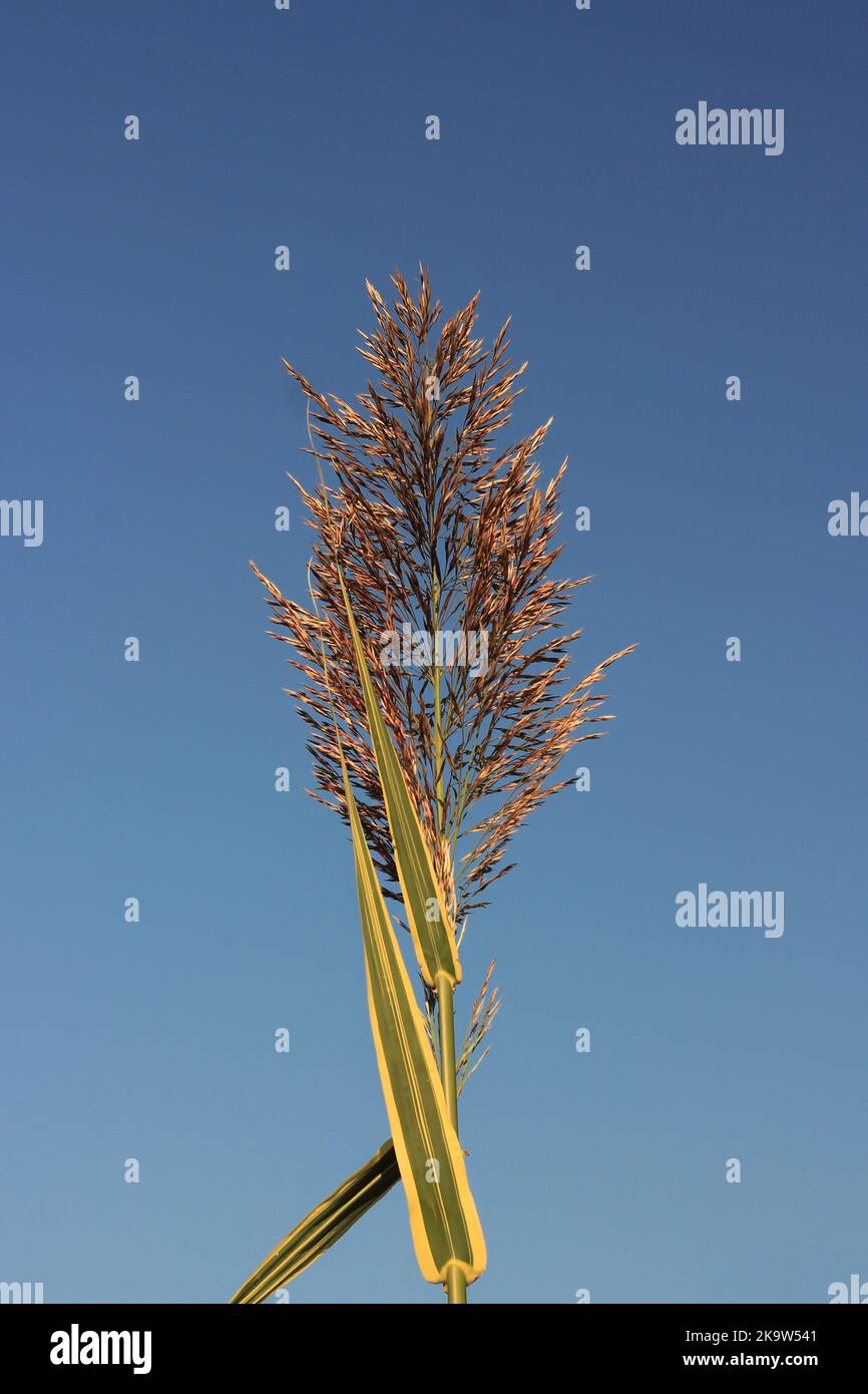 Wild wheat grass swaying in the breeze Stock Photo - Alamy